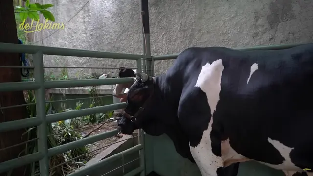 Penampakan 4 Sapi Jumbo Irfan Hakim untuk Kurban Idul Adha 2024 ...