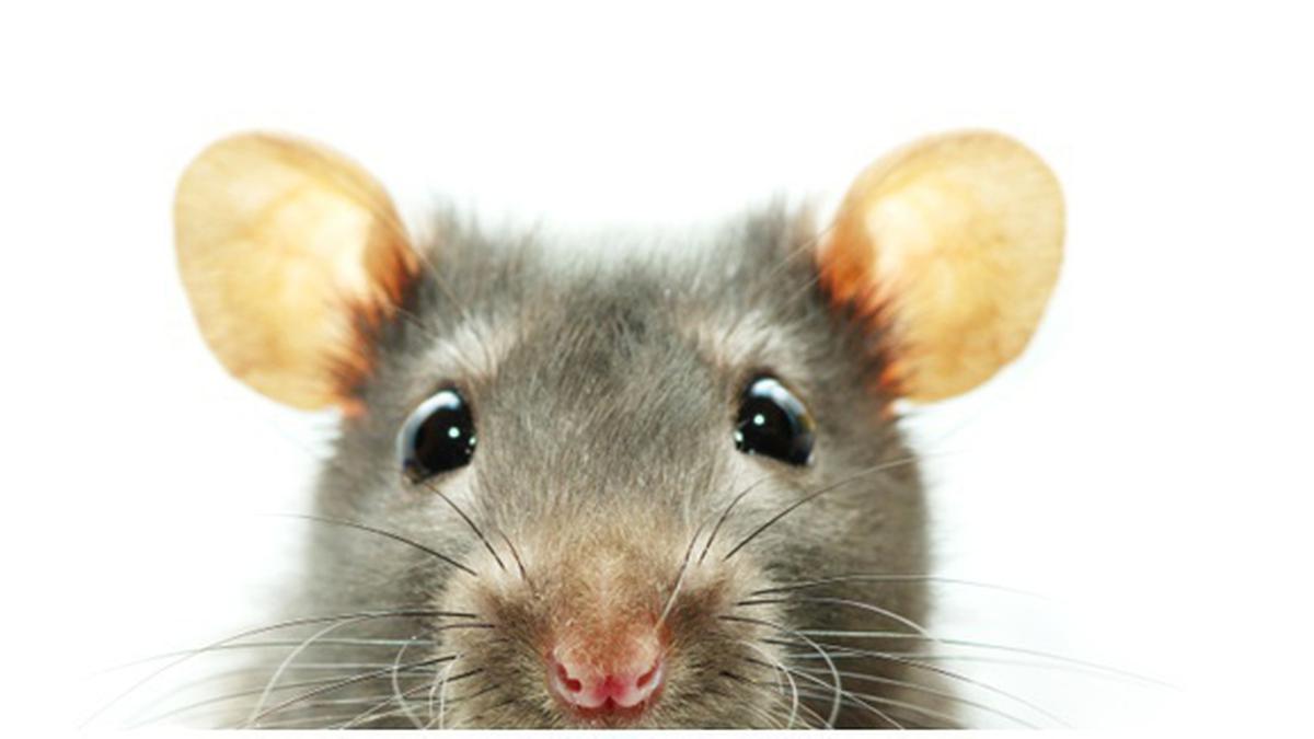 Cara Jitu Usir Tikus Dari Rumah Anda - Lifestyle Fimela.com