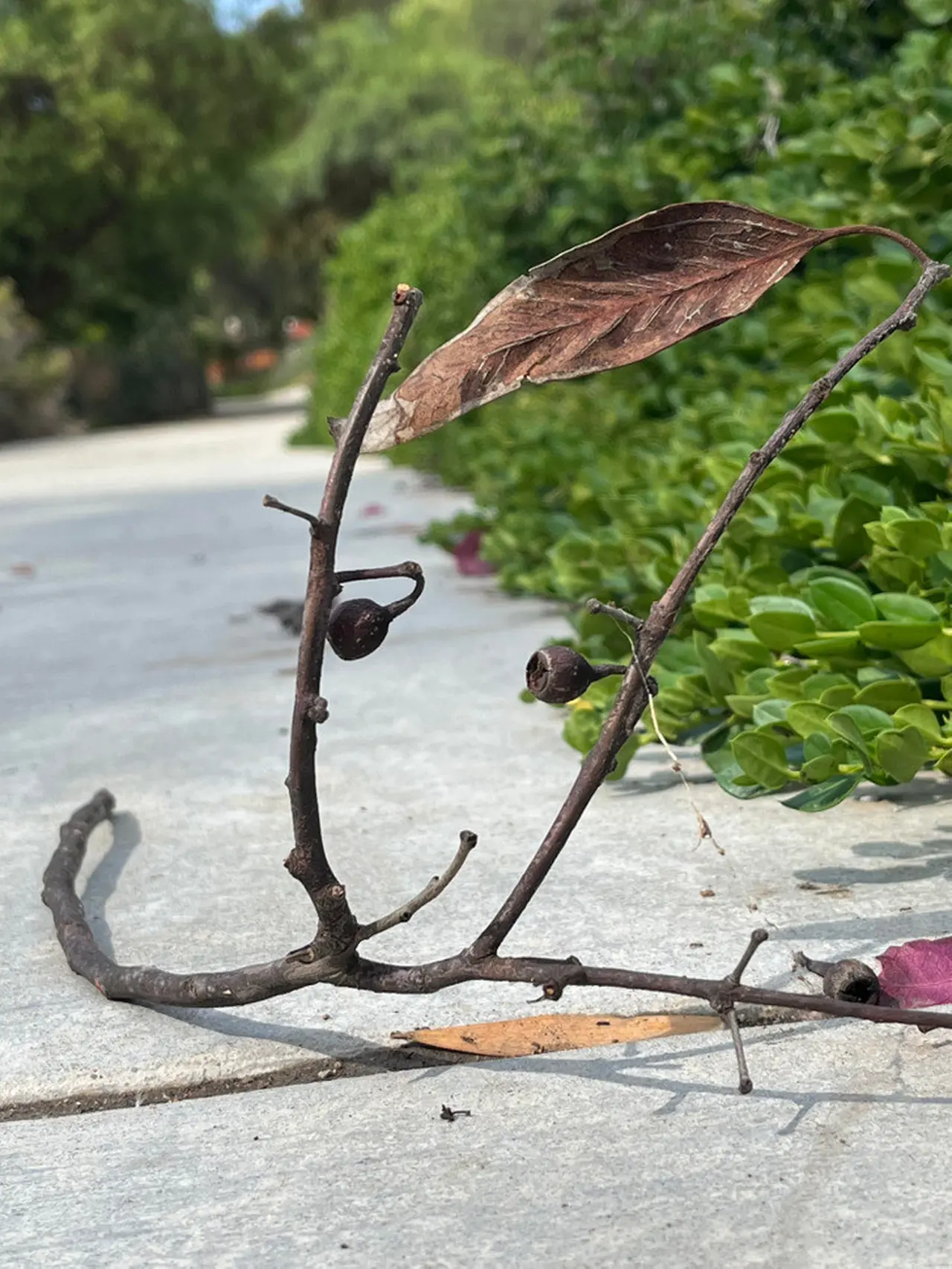 6 Potret Tumbuhan Seperti Sedang Berekspresi Bak Manusia Ini Unik ...