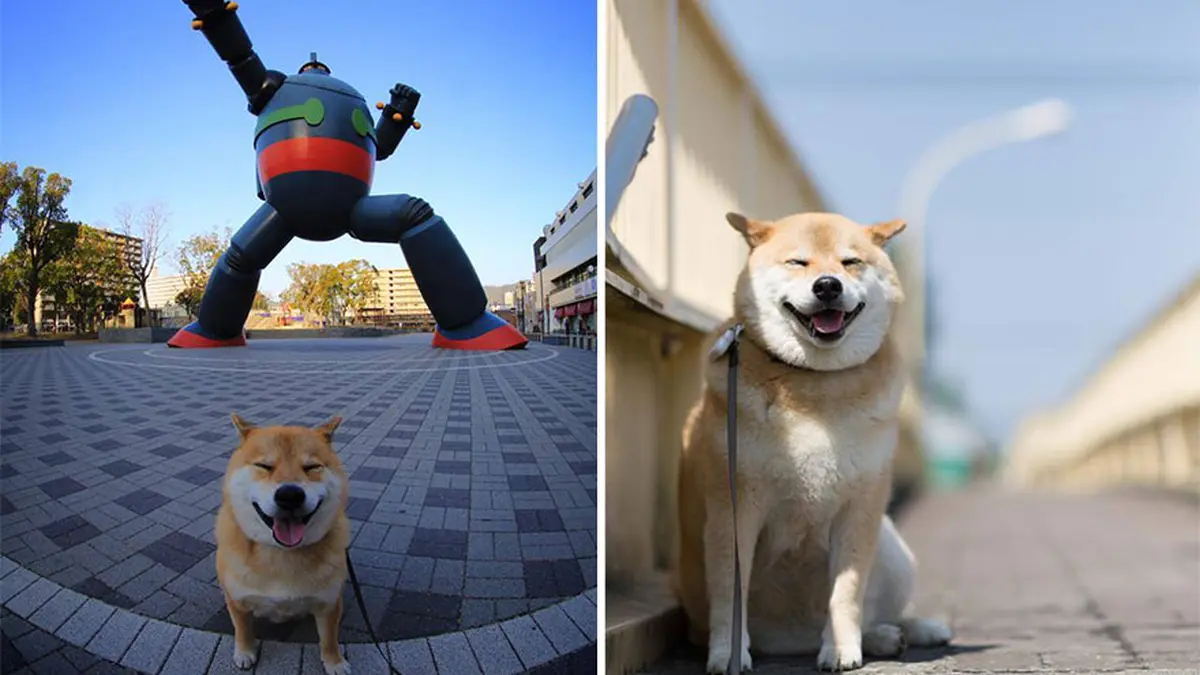 Maru, Si Anjing Lucu Yang Suka Tersenyum - Photo Fimela.com