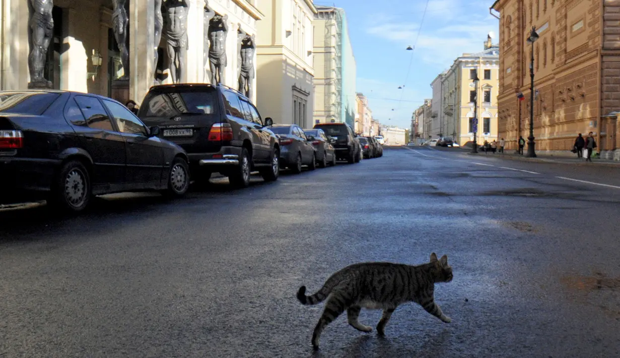 Di Rusia, Kucing Jadi Penjaga Museum - Foto Liputan6.com
