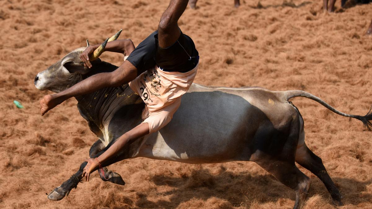 Festival Jallikattu, Matador Lawan Banteng Versi India - Foto Liputan6.com