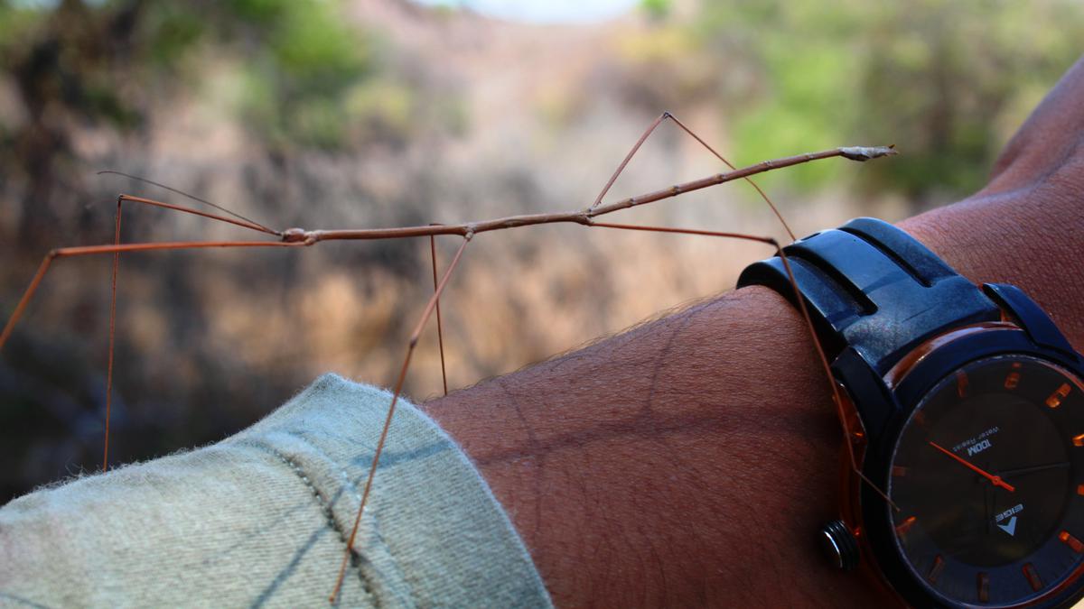 Belalang Batang, Serangga Langka Teman Traveler di Pulau Komodo ...