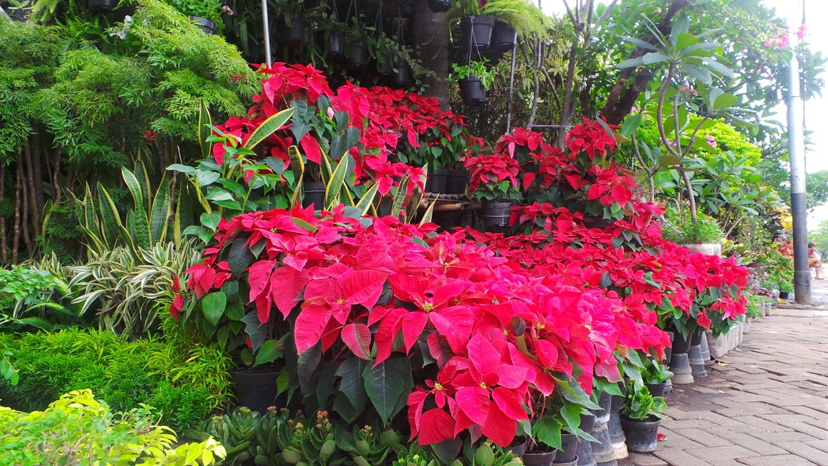 Cara Tanam dan Rawat Bunga Kastuba untuk Natal dan Tahun Baru ...