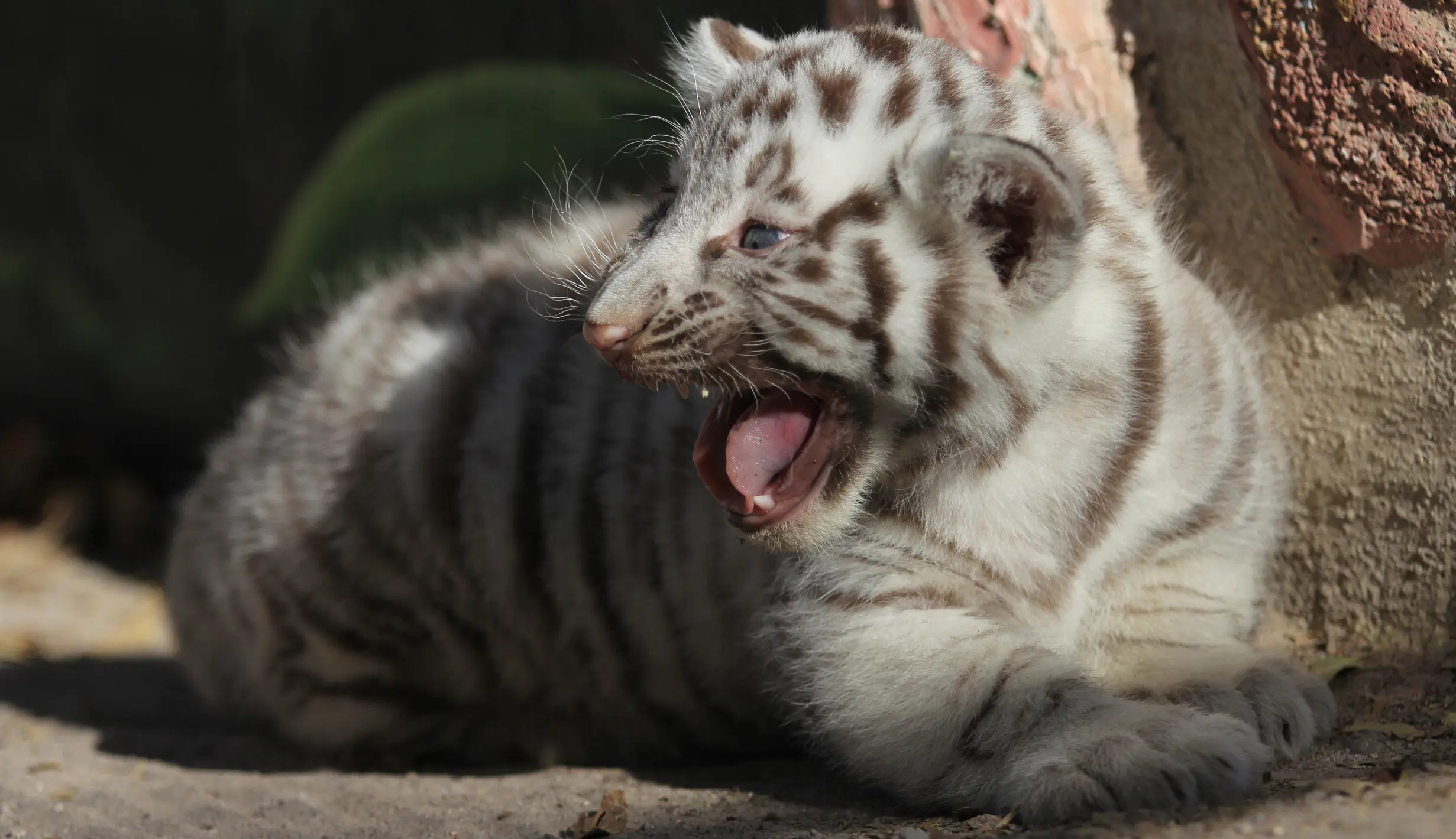 PHOTO: Melihat Gemasnya Bayi Harimau Benggala di Kebun Binatang Meksiko ...