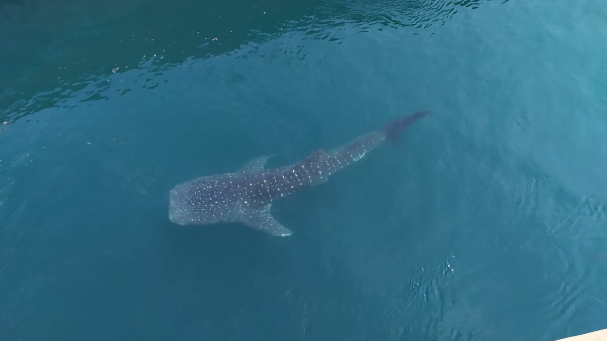 Nelayan Paciran Lamongan Selamatkan Hiu Tutul yang Terdampar - Surabaya ...