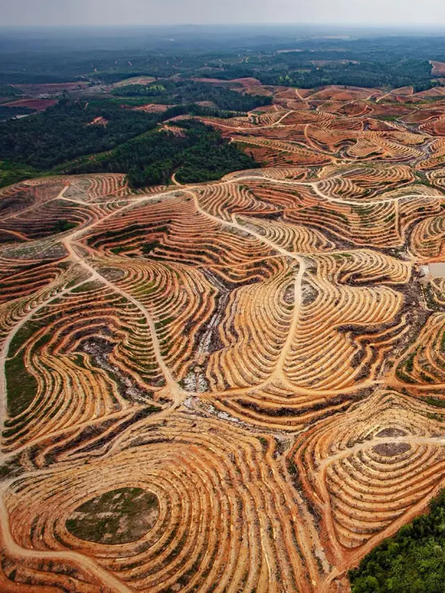 Deforestasi Adalah Penebangan Hutan, Ketahui Penyebab dan Dampaknya - Hot Liputan6.com