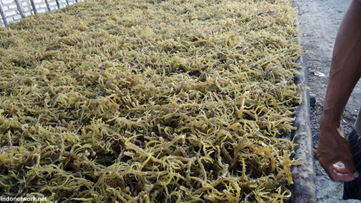 Perusahaan Pengolahan Rumput Laut Dibangun di NTT - Bisnis Liputan6.com