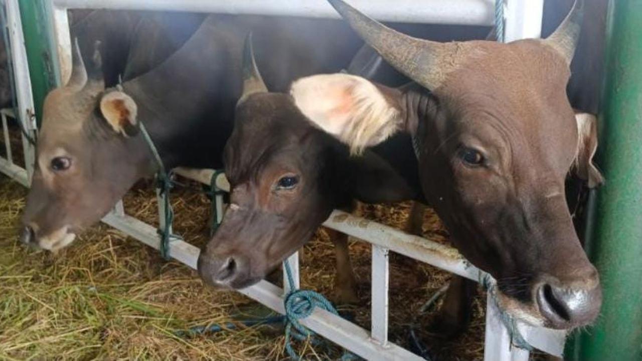 Rahasia Daging Sapi NTT Berkualitas Tinggi, Suplai 10 Persen Kebutuhan ...