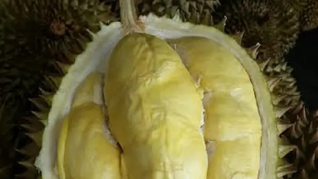 7 Jenis Durian Cepat Berbuah Terpopuler dan Banyak Digemari - Hot ...