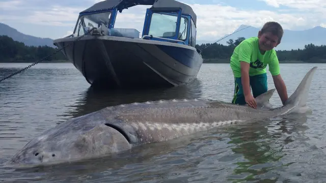 Anak 9 Tahun Menangkap Ikan Raksasa 273 Kg - Global Liputan6.com