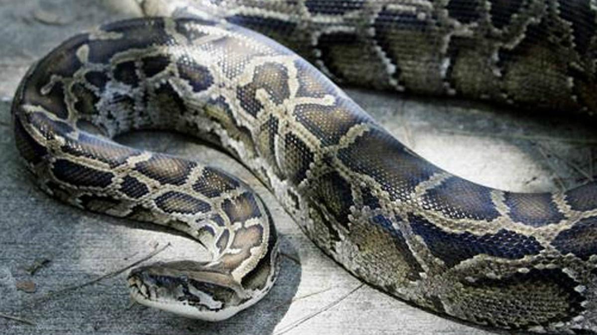 Mengapa Ular Piton Menelan Manusia? Ini Penjelasan Ilmiahnya - Global ...
