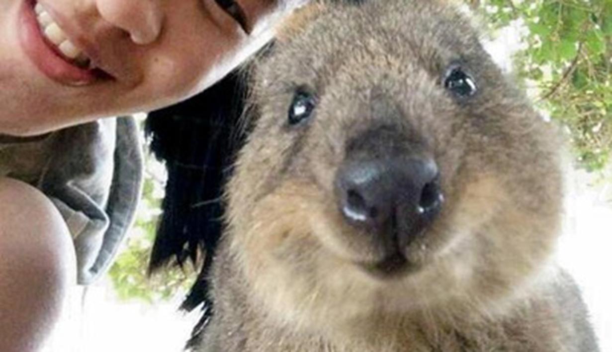 Quokka: Hewan Langka Asal Australia Yang Suka Foto Selfie - Photo ...