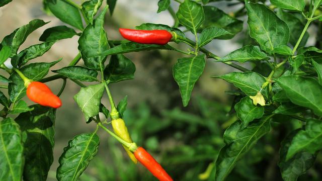 Cabai Sering Gugur Bunga? Ini Cara Mengatasinya agar Tetap Berbuah Lebat