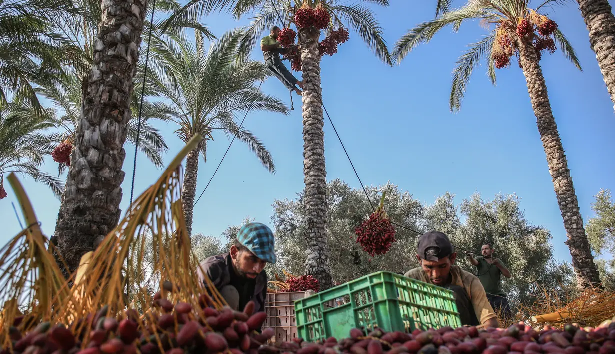 FOTO: Menengok Petani Palestina Panen Buah Kurma - Foto Liputan6.com