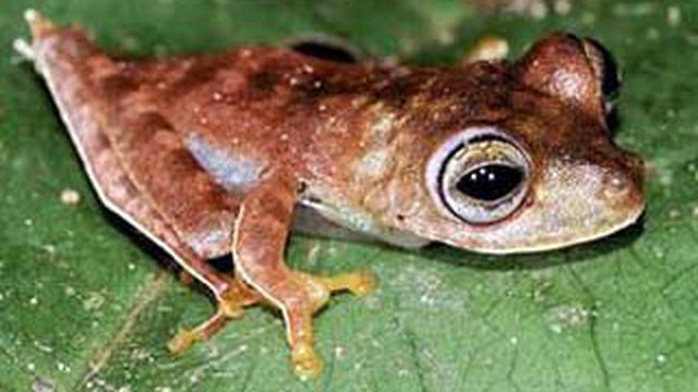 "Katak Koboi", Spesies Baru dari Suriname - Tekno Liputan6.com