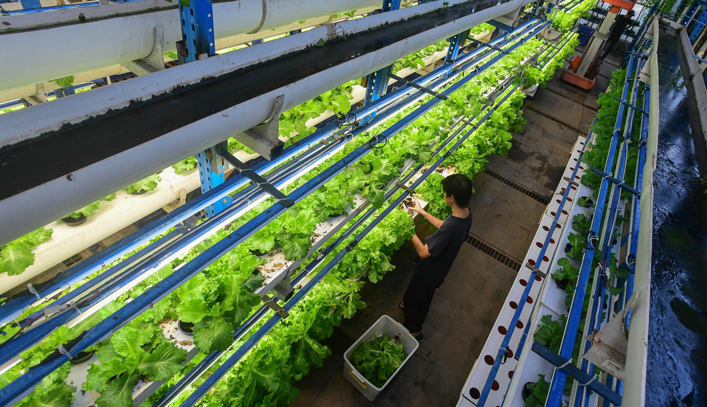 Gunakan Sistem Pertanian Hidroponik Vertikal, Ladang Farm Hasilkan Dua ...