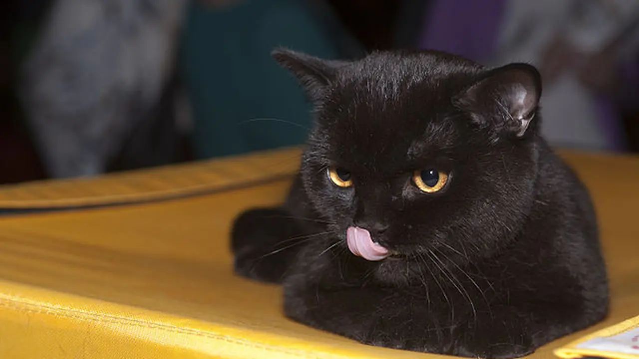 3 Mitos dan Takhayul tentang Kucing Hitam - Citizen6 Liputan6.com