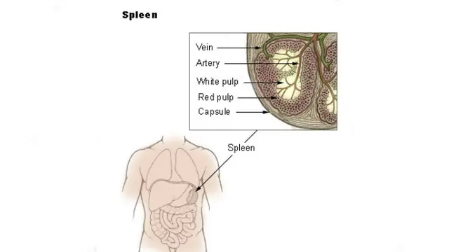 6 Fungsi Limpa dan Begini Jadinya Jika Manusia Hidup Tanpanya - Hot ...