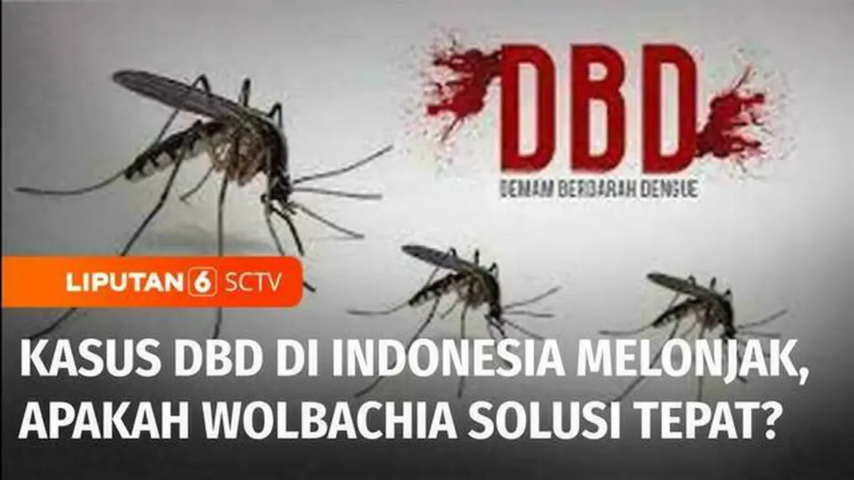 Berita Kasus DBD Indonesia Hari Ini - Kabar Terbaru Terkini | Liputan6.com