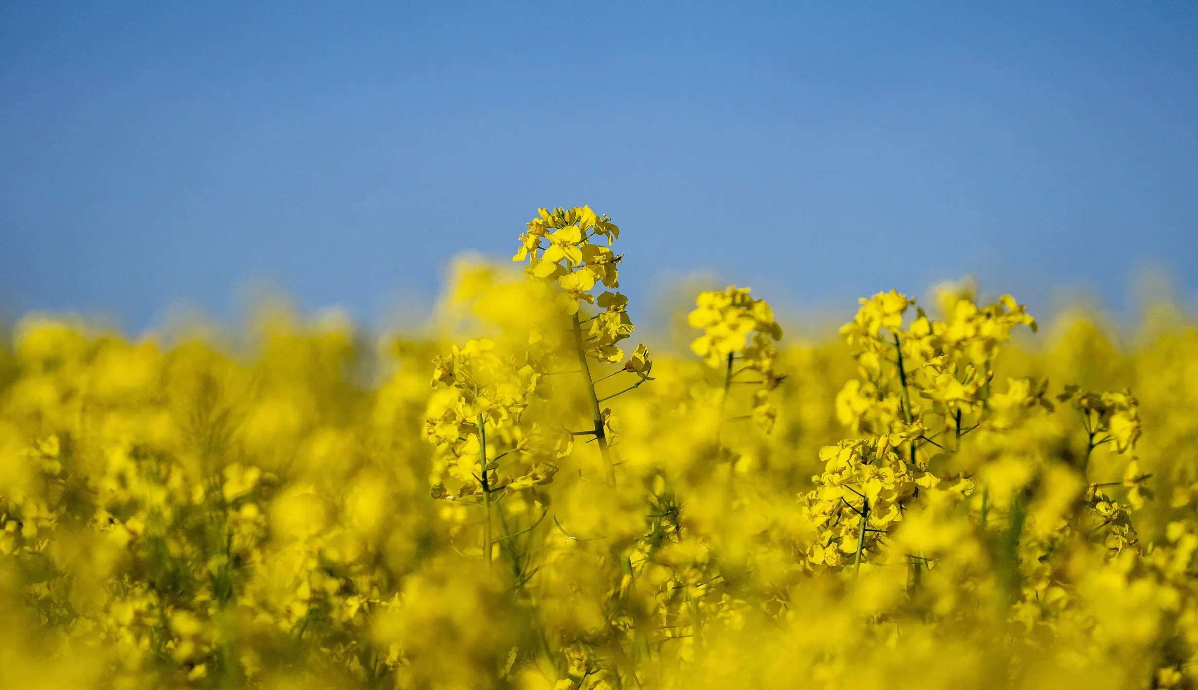 FOTO: Panorama Ladang Bunga Canola dan Langit Biru Bak Bendera Ukraina ...