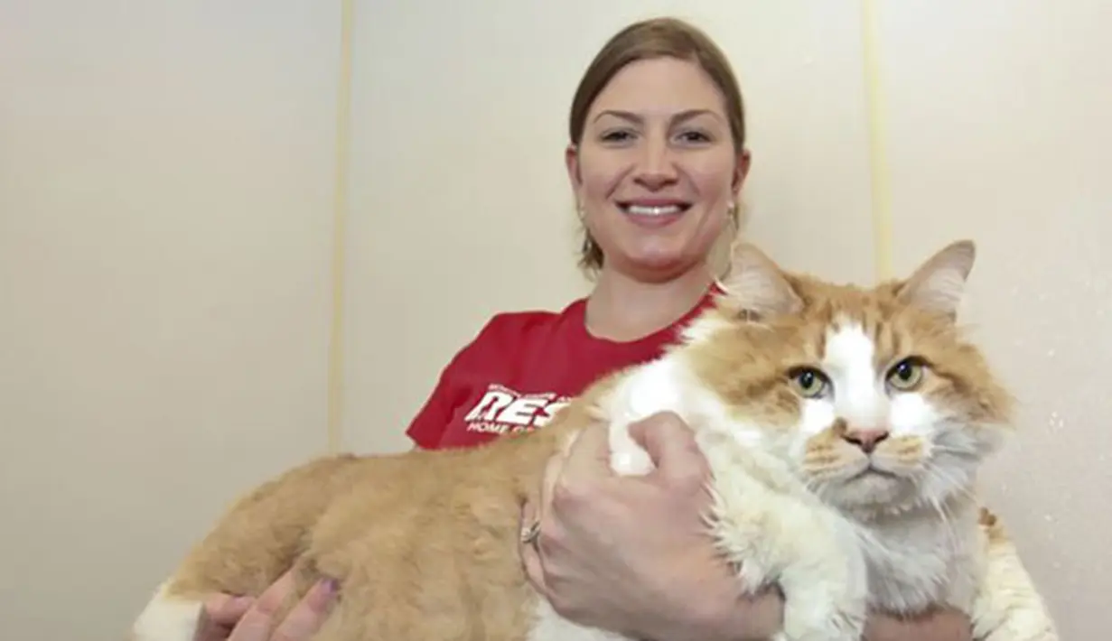 Potret Manis dan Lucu Kucing Dengan Tubuh Raksasa - Photo Fimela.com