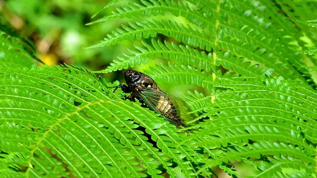 Cicadas Adalah Serangga Bersuara Nyaring, Ketahui Fase Metamorfosisnya ...