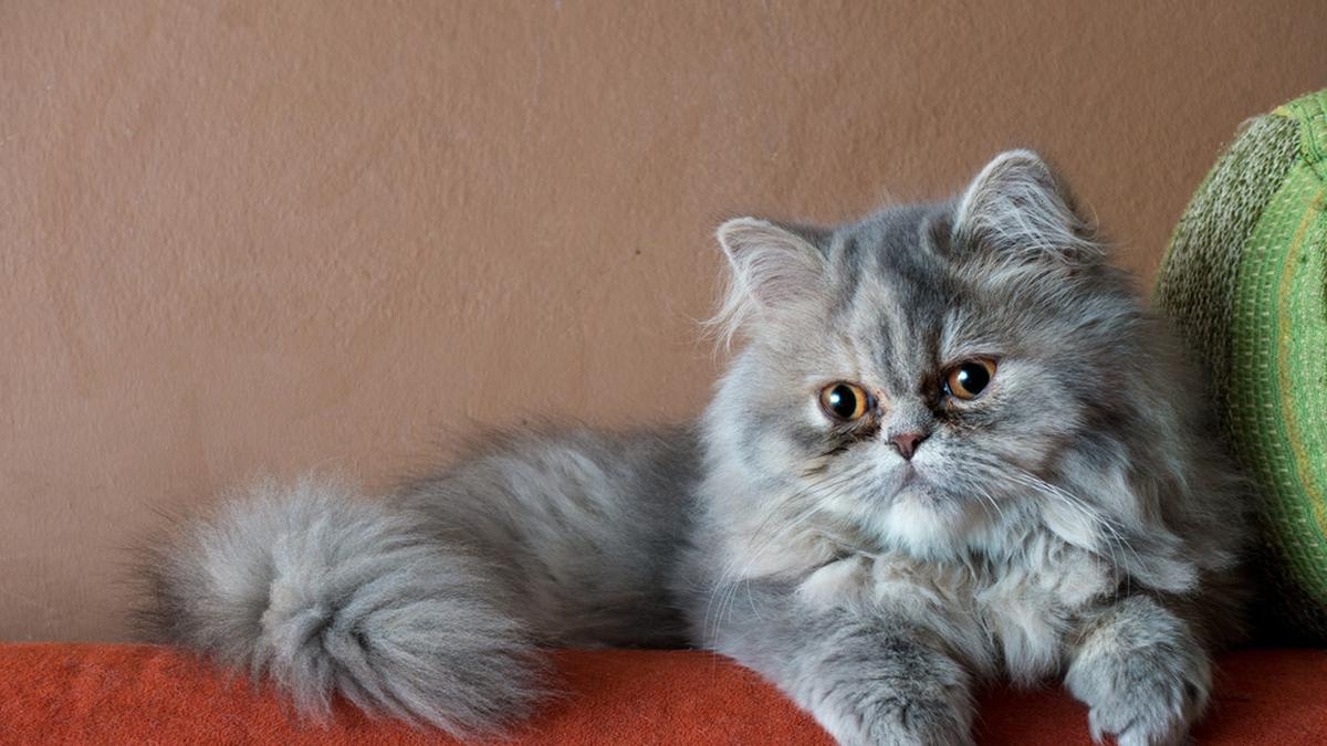 Bikin Gemas, Kucing Ini Balas Budi Bantu Majikan Momong Anak
