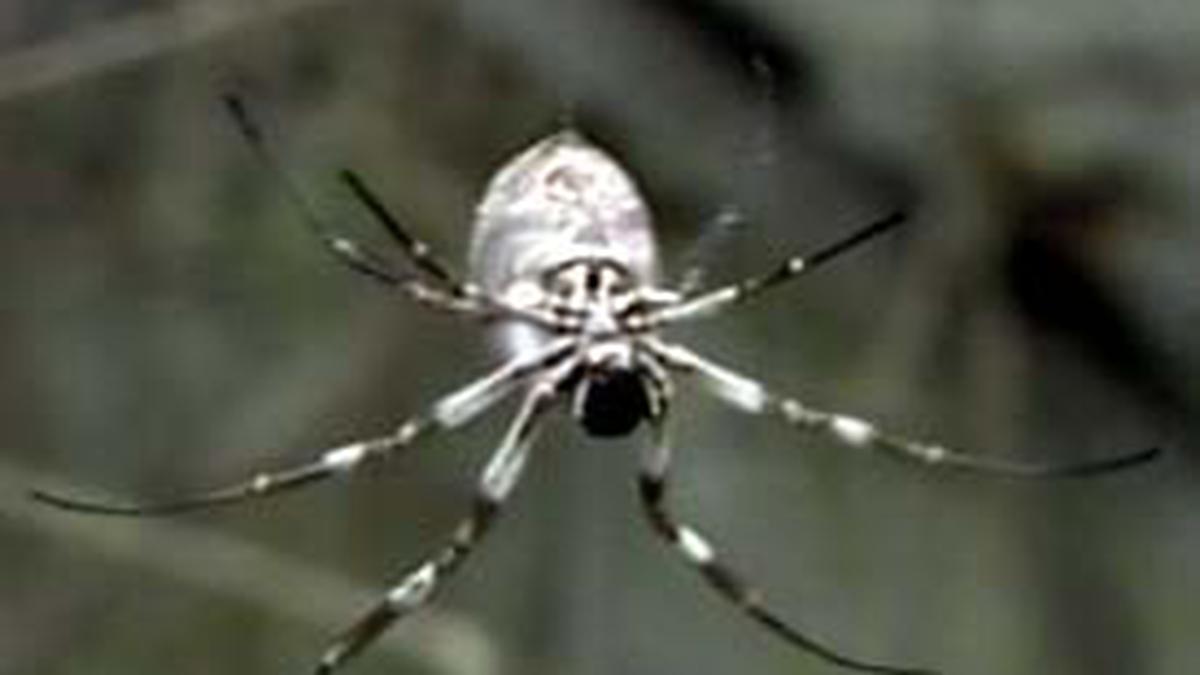 Air Liur Laba-Laba Bermanfaat buat Pembedahan - Global Liputan6.com