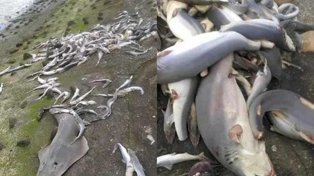Ditemukan Puluhan Hiu Mati Berserakan dengan Sirip Terpenggal ...