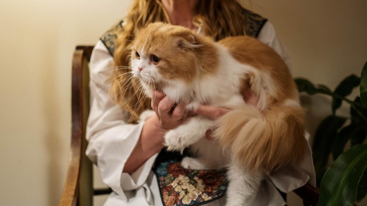 8 Arti Mimpi Gendong Kucing, Pertanda Baik