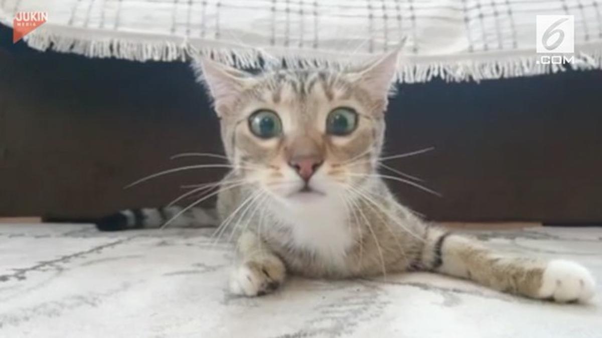 VIDEO: Kocak! Ekspresi Tegang Kucing Nonton Film - Global Liputan6.com