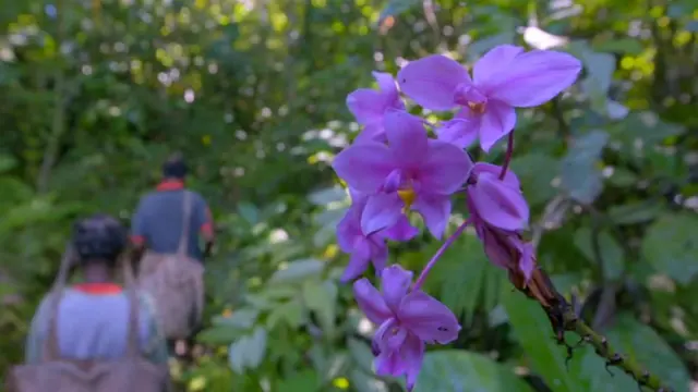 Serba-serbi Daun Gatal, Tanaman Obat Khas Papua untuk Anti-Nyeri hingga ...