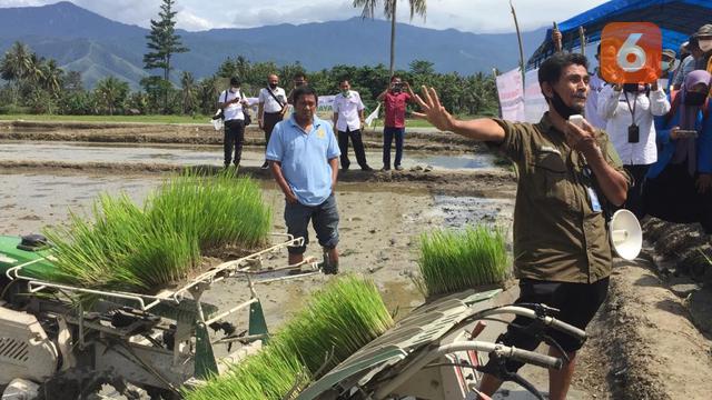Kumpulan Gambar Tanaman Padi Jajar Legowo yang Wajib Diketahui ...