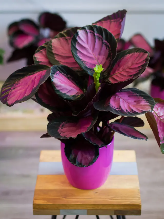 13 Jenis Calathea Populer yang Cocok untuk Dekorasi Ruang, Coraknya ...