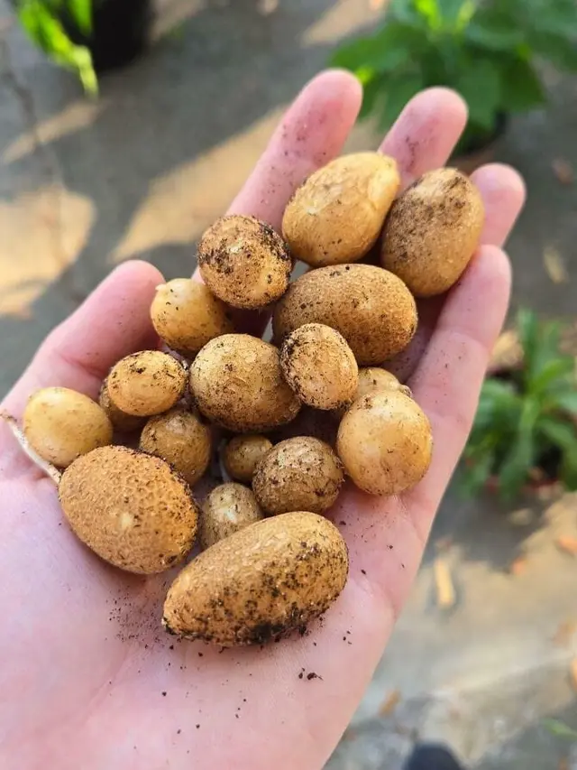 6 Potret Panen Sayur Ukuran Mini Ini Bikin Melongo, Bak Mainan Masak ...