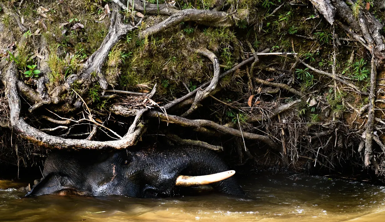 FOTO: Merawat Gajah Sumatera yang Terancam Punah - Foto Liputan6.com