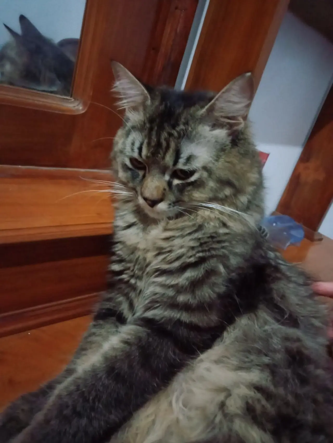 10 Potret Kucing Pasang Muka Melas Ini Bikin Kasihan - Hot Liputan6.com