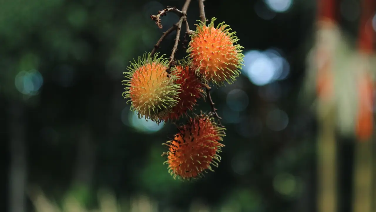 9 Manfaat Biji Rambutan yang Kaya Antioksidan, Ketahui Kandungan ...