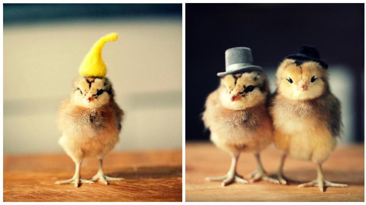 Gaya Menggemaskan Anak Ayam Pakai Topi Mini - Global Liputan6.com