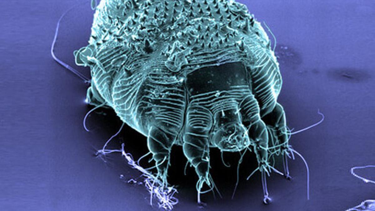 Ini Penyebab Kucing Terinfeksi Penyakit Scabies - Citizen6 Liputan6.com