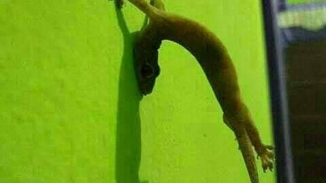 8 Penampakan Absurd Cicak di Dinding Ini Bikin Merinding