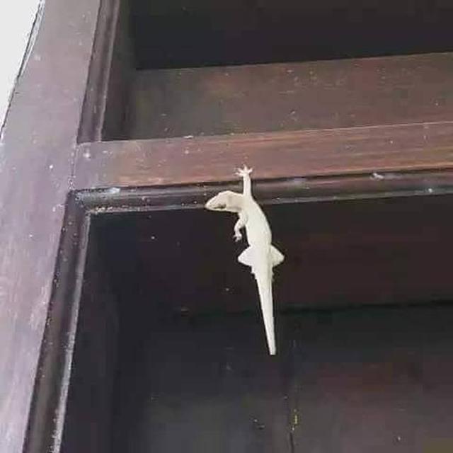 8 Penampakan Absurd Cicak di Dinding Ini Bikin Merinding