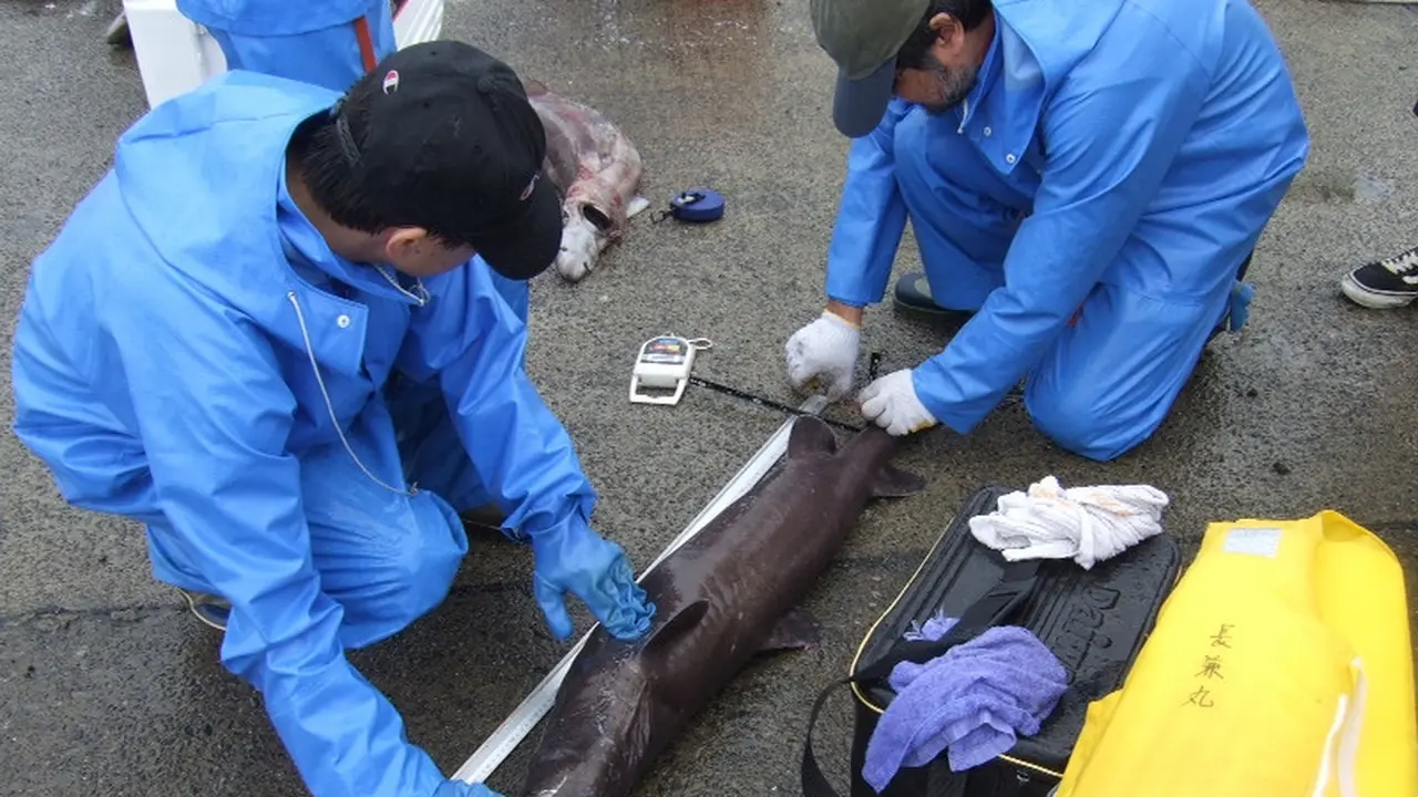 10 Spesies Hiu Laut Dalam yang Menakjubkan dan Jarang Ditemui ...