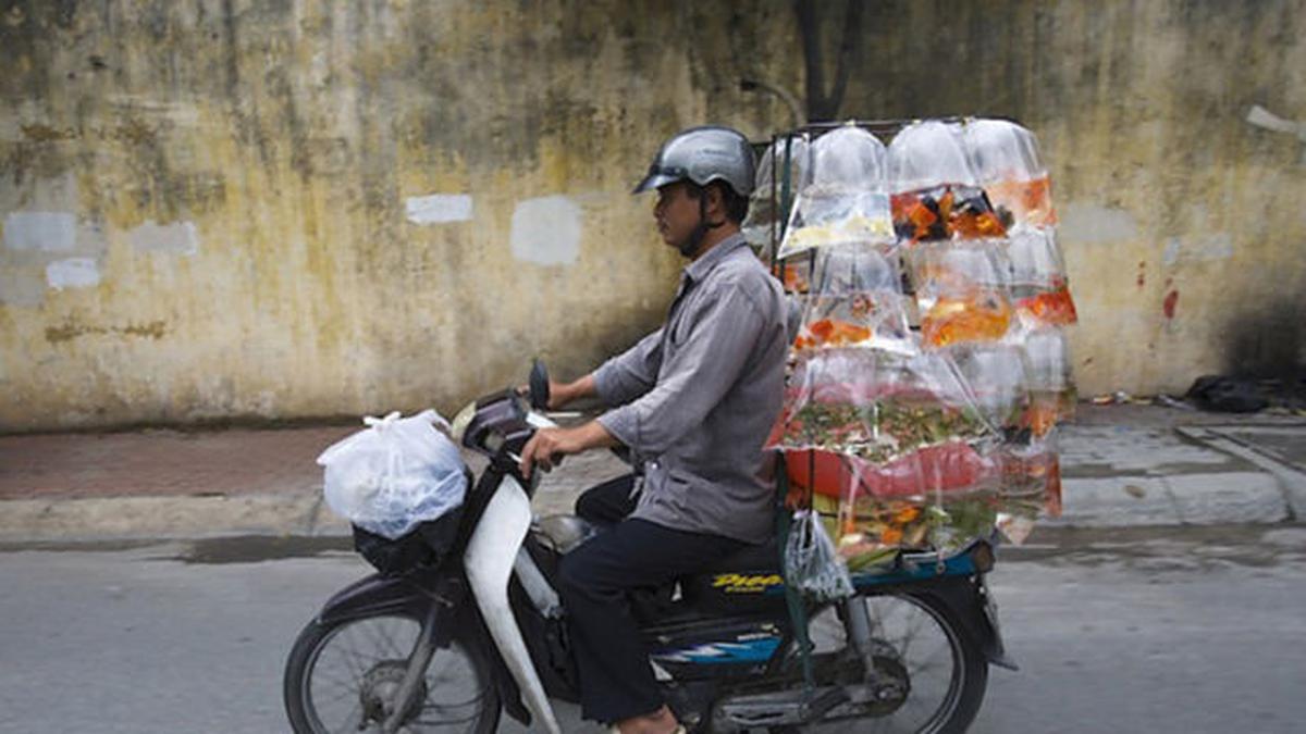 Wow! Apa Saja Bisa Diangkut Motor-Motor Ini? - Galeri Otosia.com