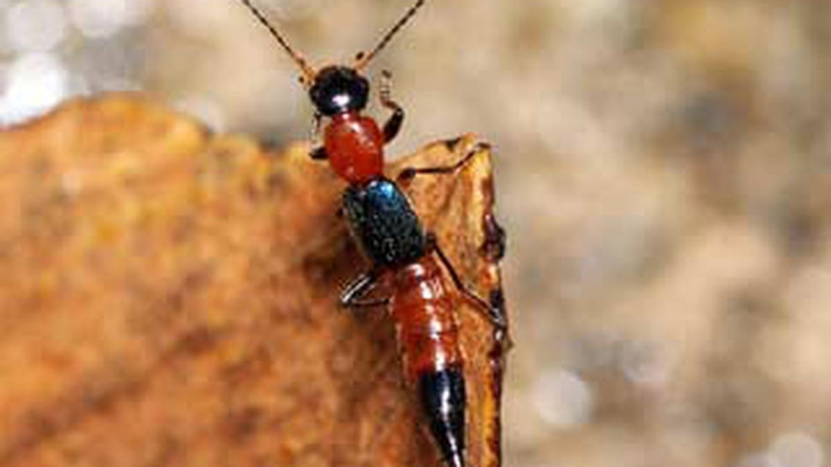 Gigitan Tomcat yang Perlu Diwaspadai, Kenali Gejala dan Cara ...