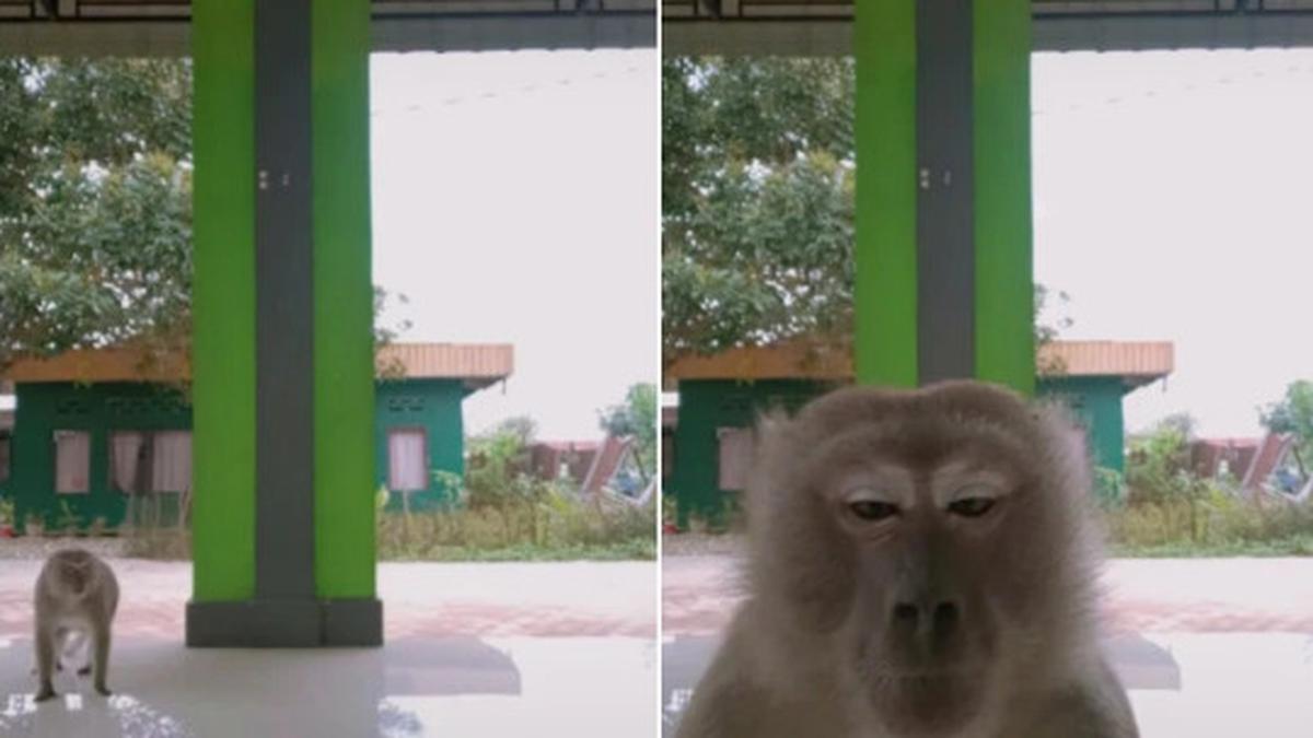 Kocak, Viral Monyet Curi Ponsel Remaja yang Sedang TikTokan