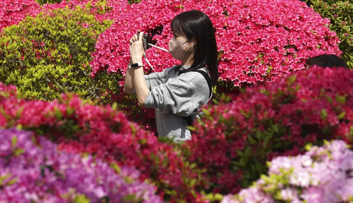 Lihat Keindahan Bunga Azalea di Kuil Nezu Shrine Tokyo - Foto Liputan6.com