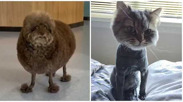 8 Potret Hasil Cukur Bulu Hewan Ini Nyeleneh Banget, Bikin Senyum ...