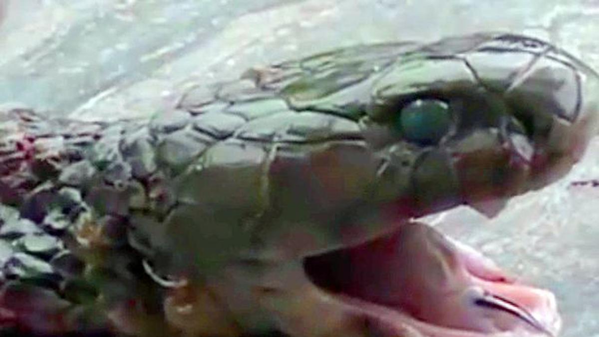 misteri ular raksasa